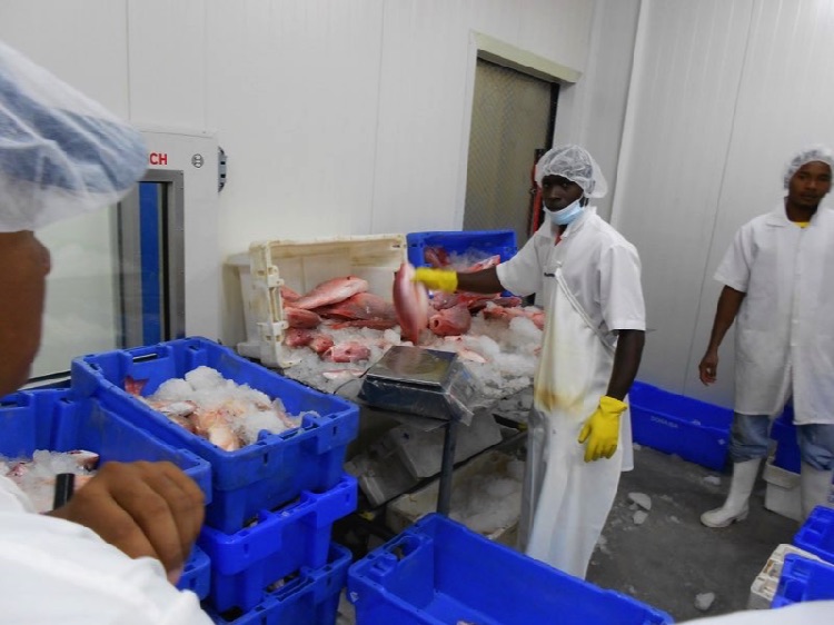 Icing fish in the Marisa Fisheries factory suriname – Marisa Fisheries